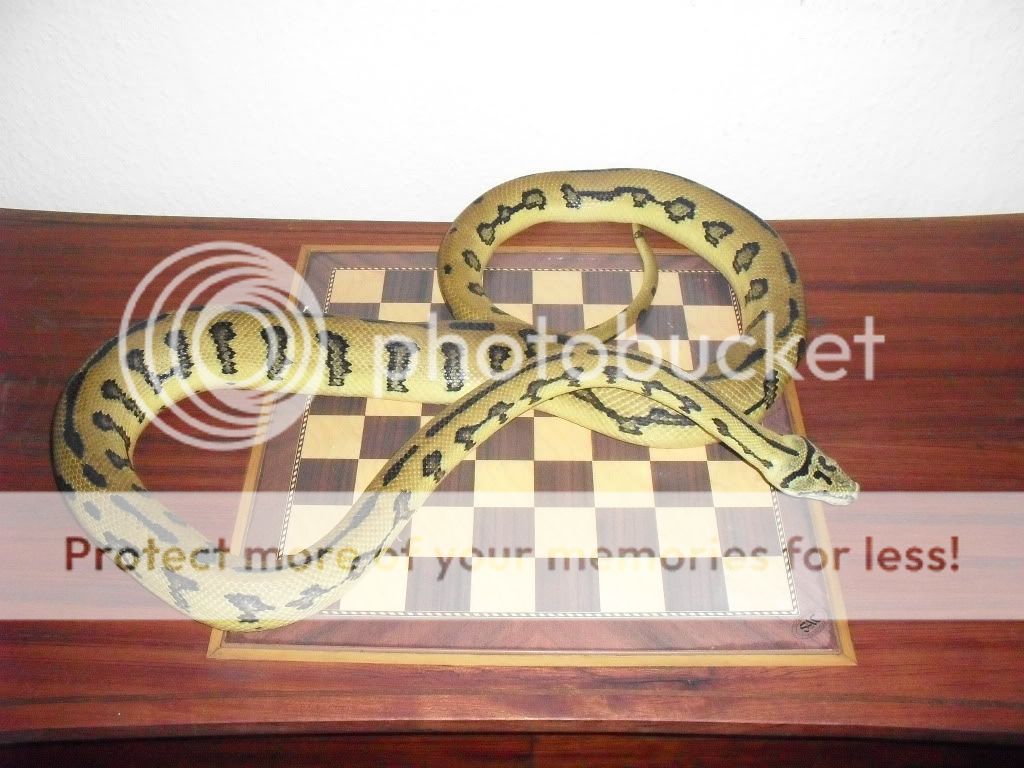 the carpet python thread!! | Page 8 | Reptile Forums