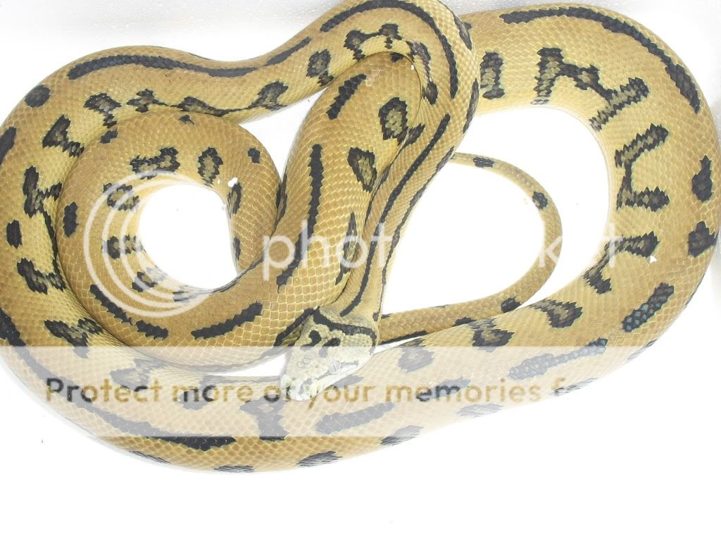 nova Guinea carpet python some help | Reptile Forums