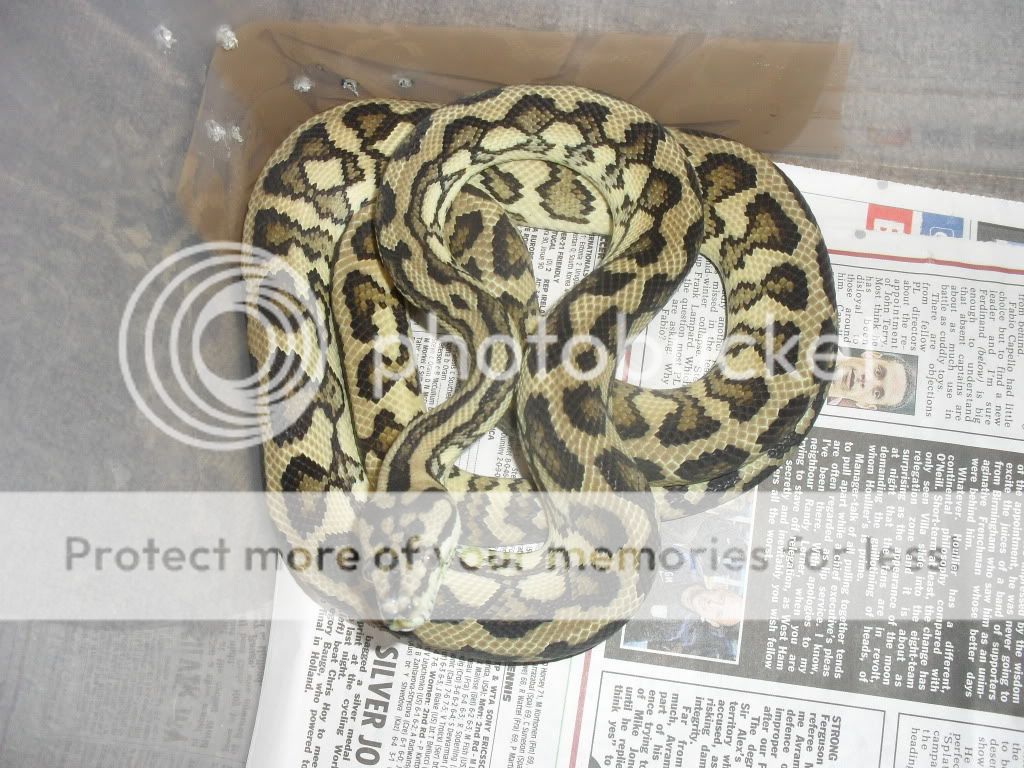 nova Guinea carpet python some help | Reptile Forums