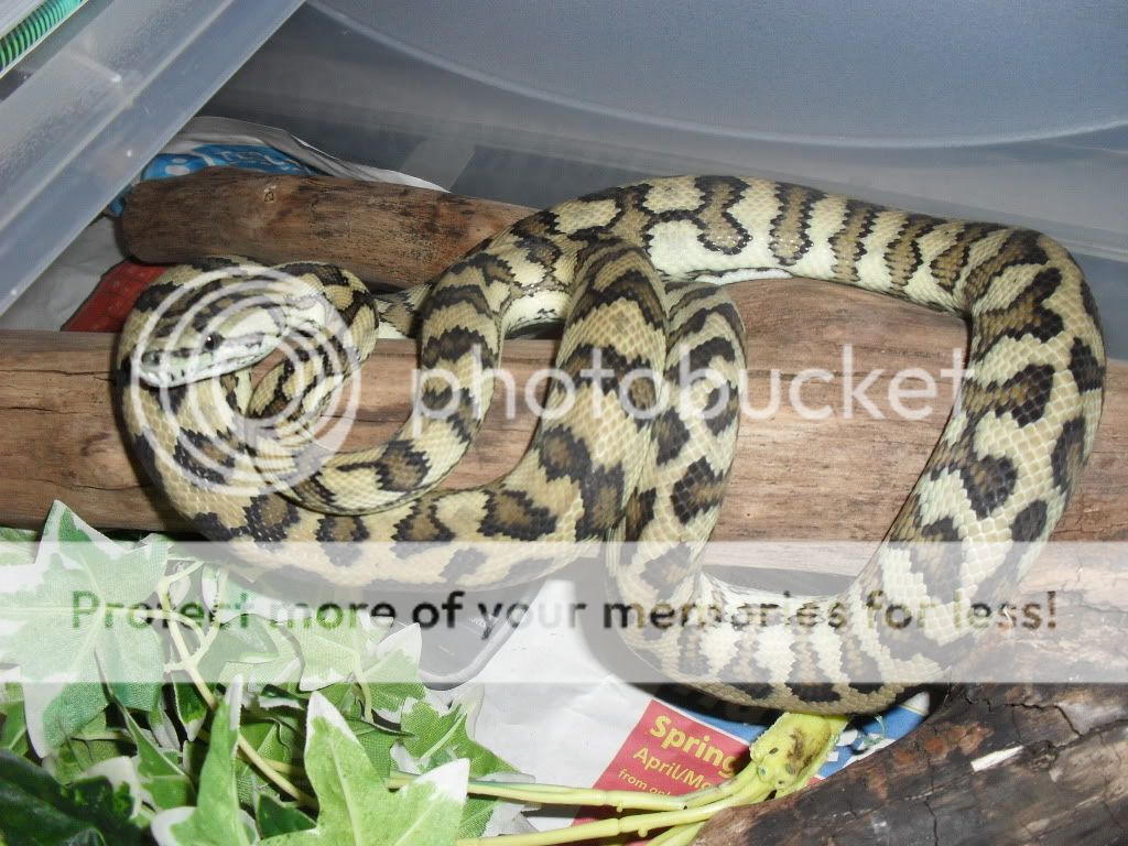 Irian Jaya Carpet Python | Page 2 | Reptile Forums